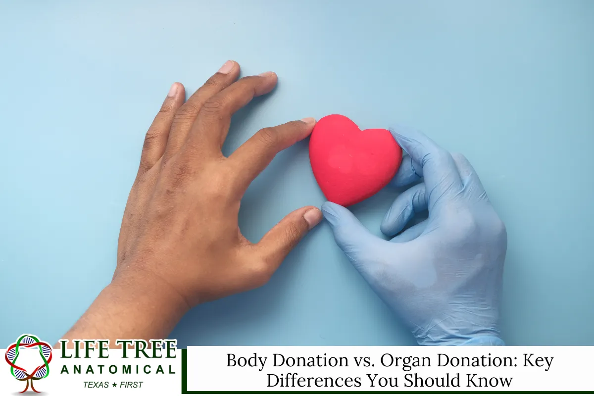 Body Donation vs. Organ Donation: Key Differences You Should Know ...
