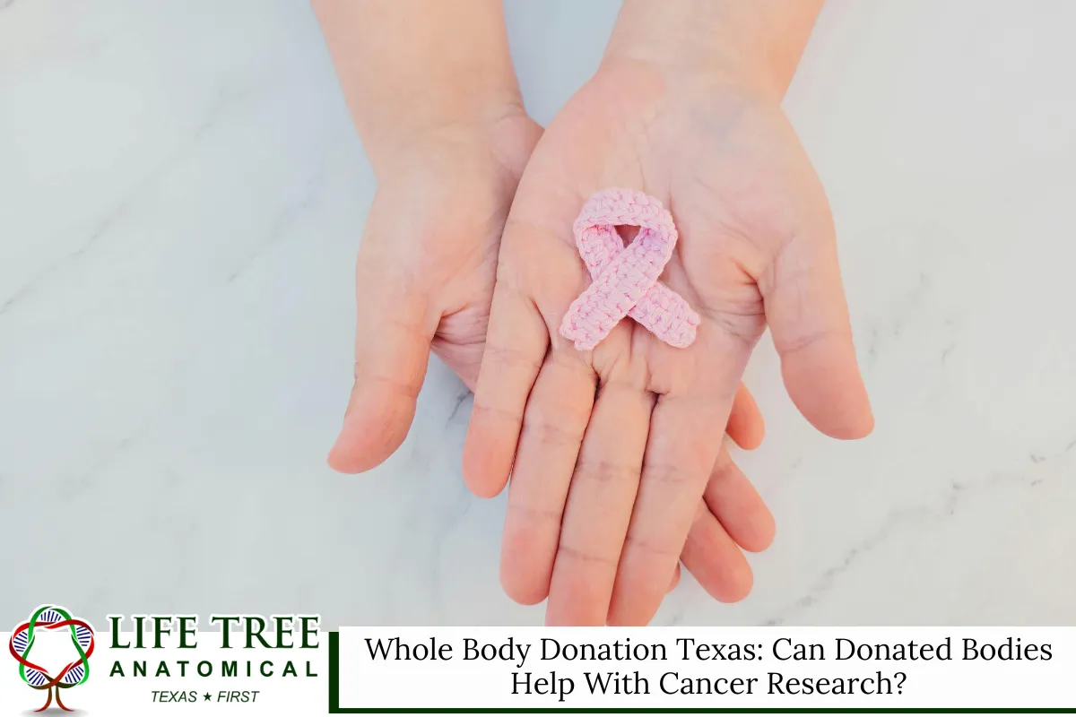 Whole Body Donation Texas: Can Donated Bodies Help With Cancer Research ...